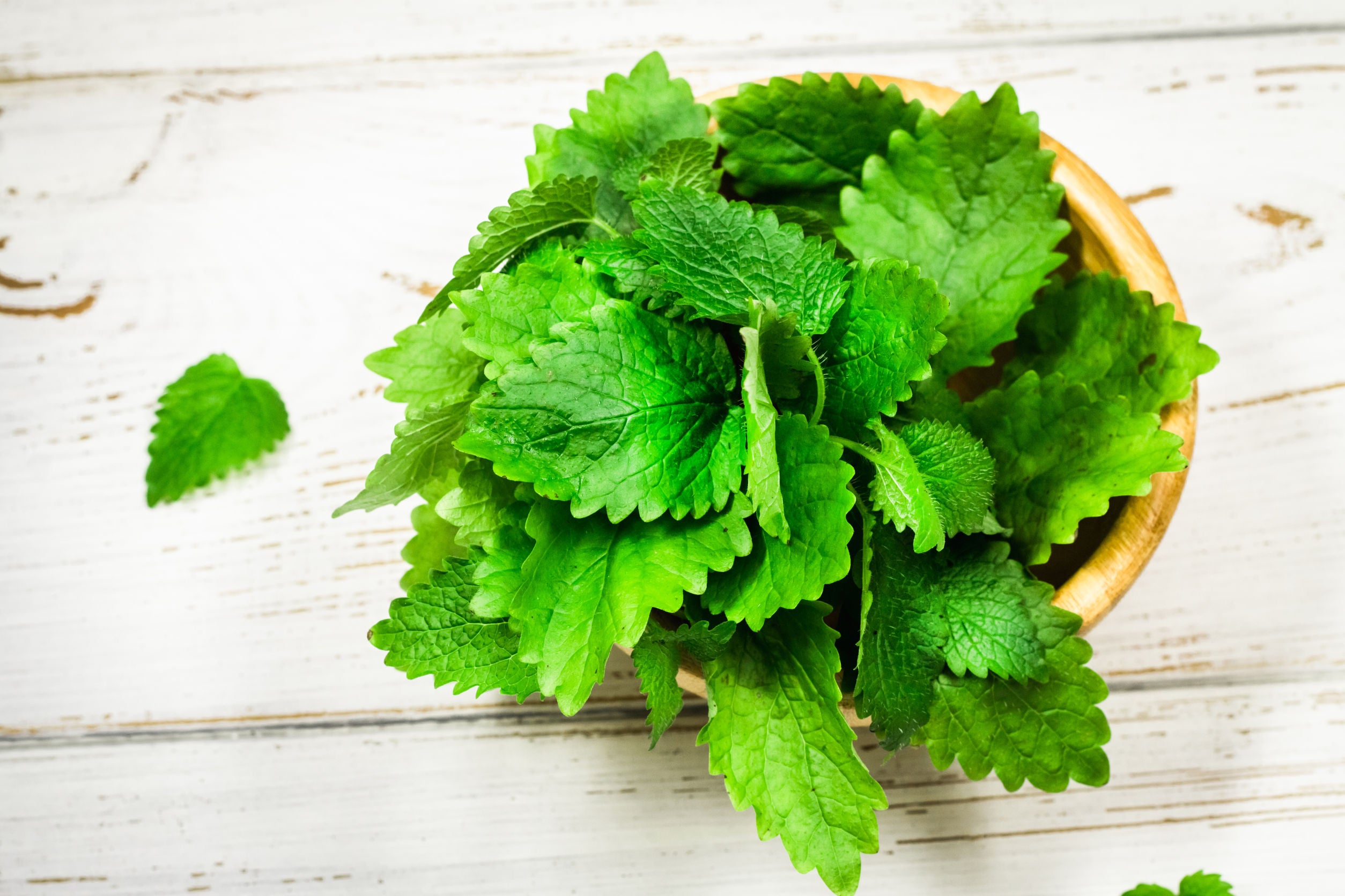 Melisse und ihre Wirkung: Fragen und Antworten – Sundt