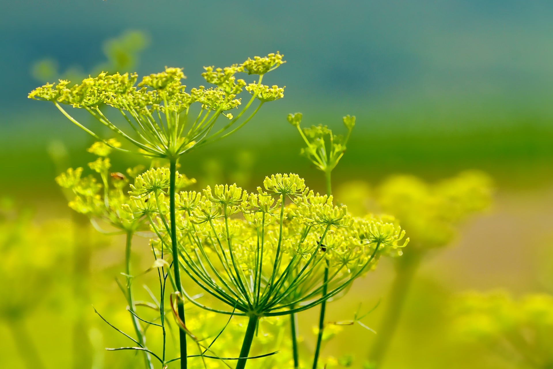 Fenchel roh essen: Die wichtigsten Infos zum Verzehr – Sundt